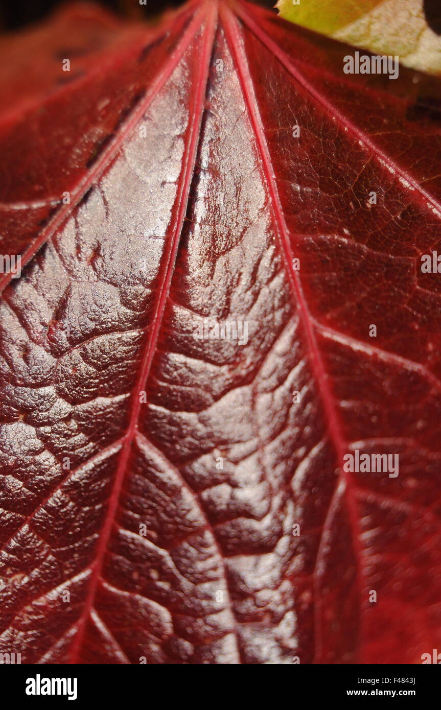 Symmetry of the veins of a red vitis leaf Stock Photo - Alamy