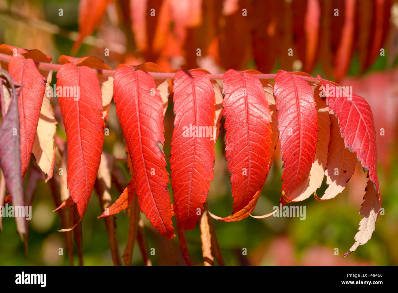 Bold vibrant autumnal coloured Tree of Heaven (Ailanthus altissima ...