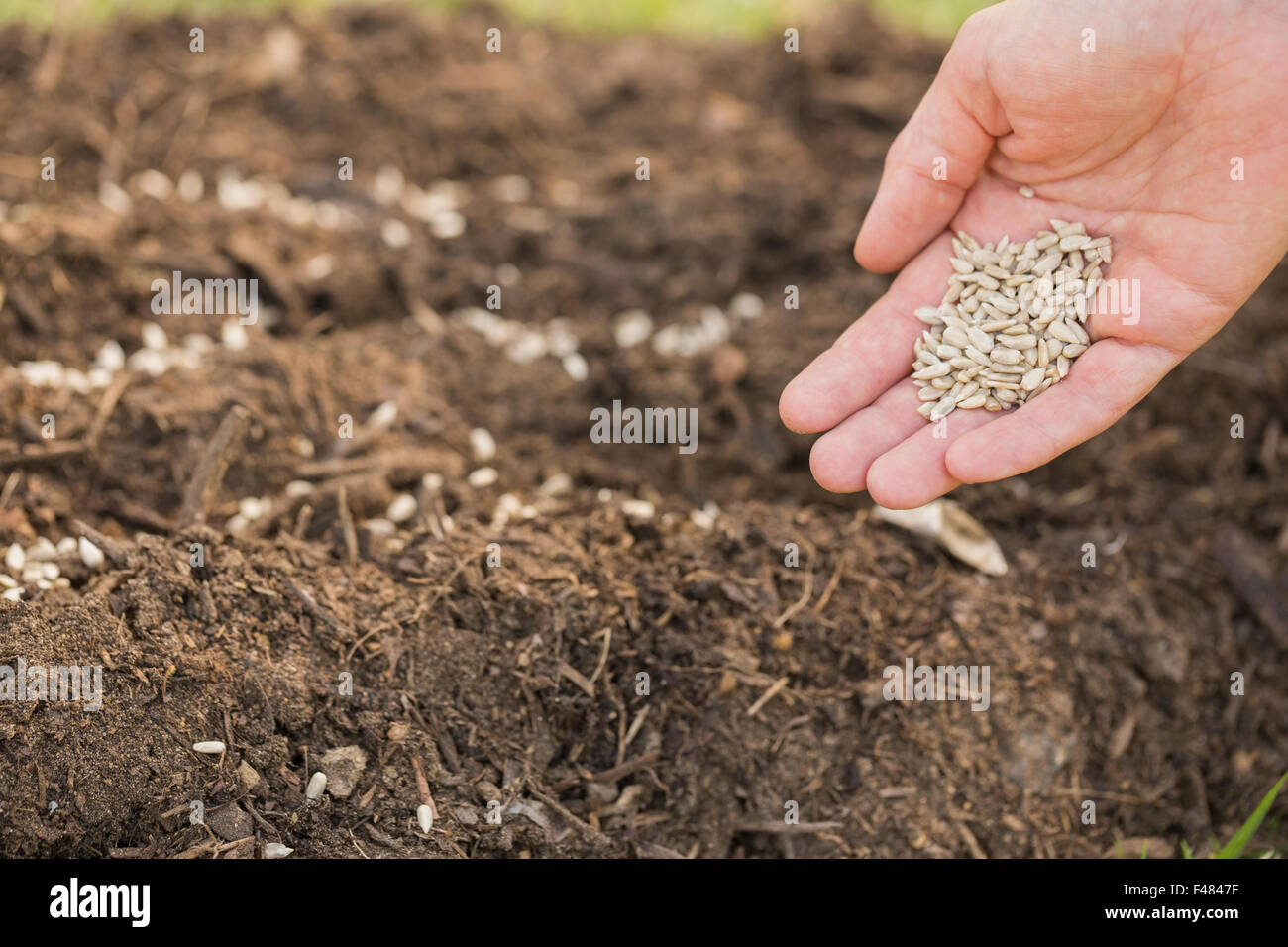 Planting of grass hi-res stock photography and images - Alamy