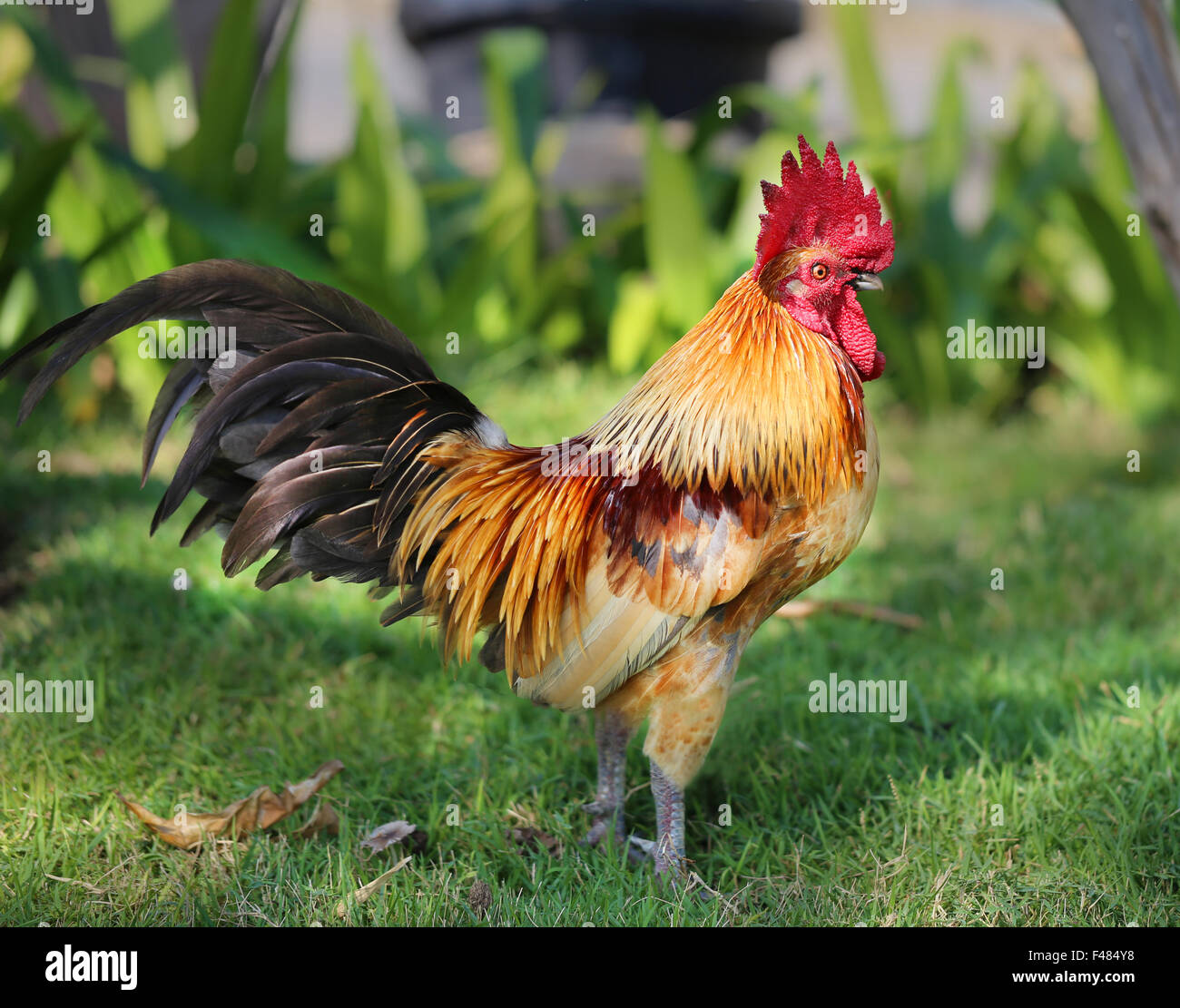 Multi colored rooster hi-res stock photography and images - Alamy