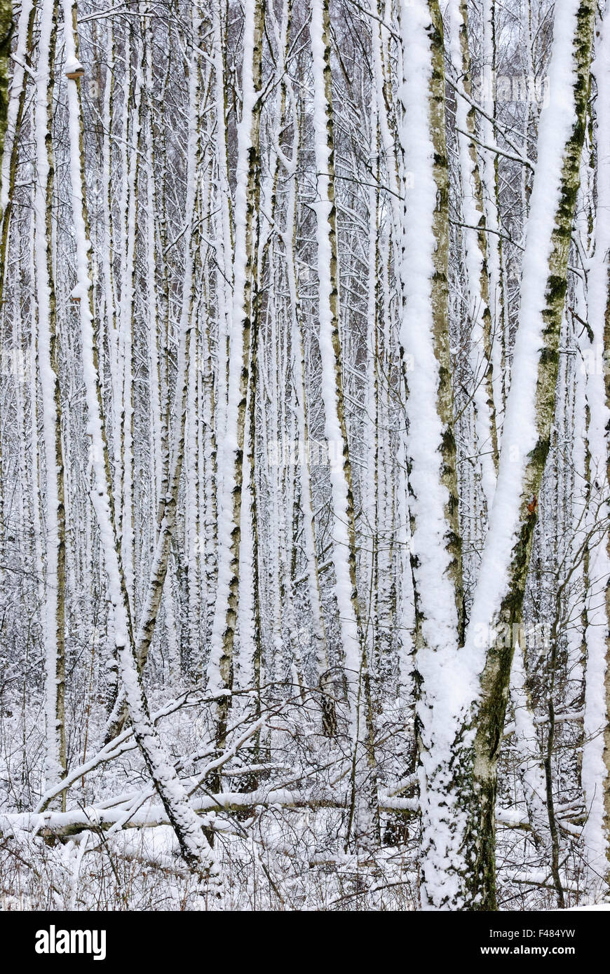 Birchwood in winter hi-res stock photography and images - Alamy