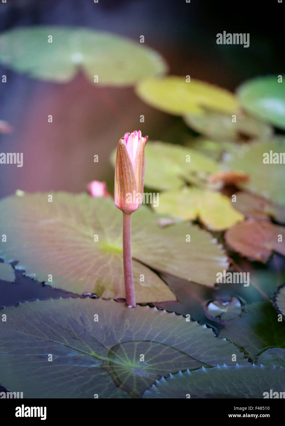 Beautiful sprout of a flower growing in a pond among the leaves Stock ...