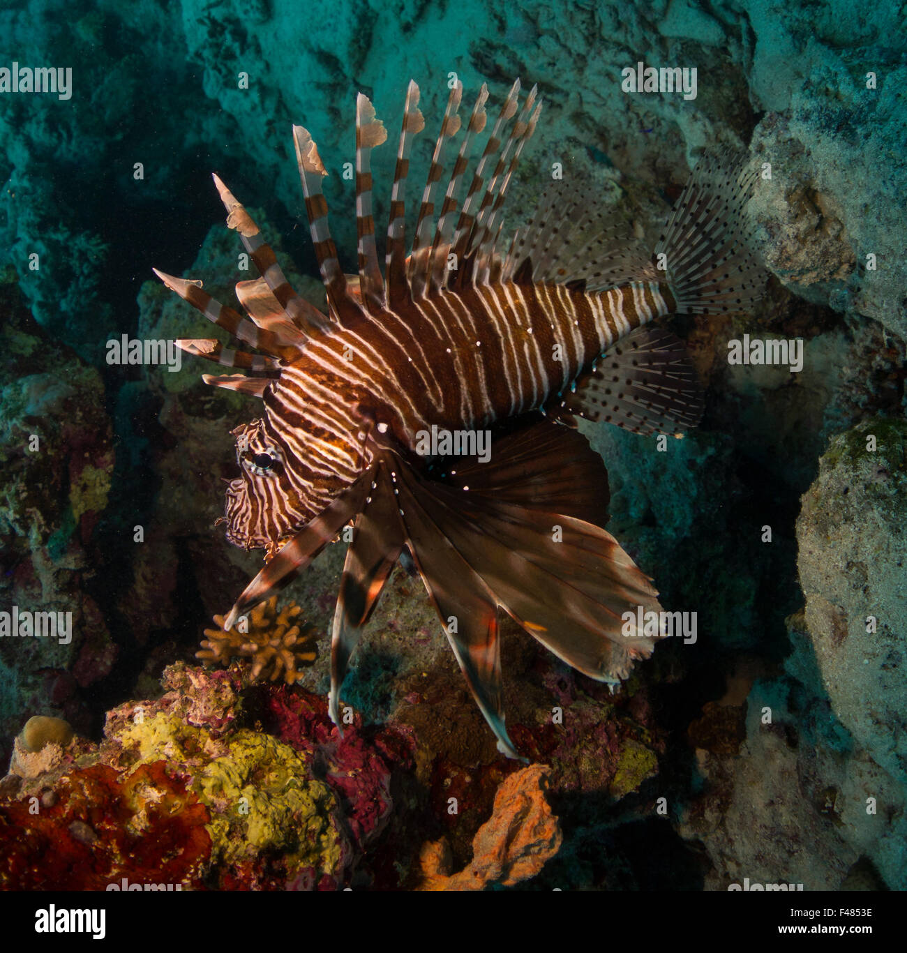 Common Lionfish, Pterois miles, from the Red Sea, Egypt Stock Photo - Alamy