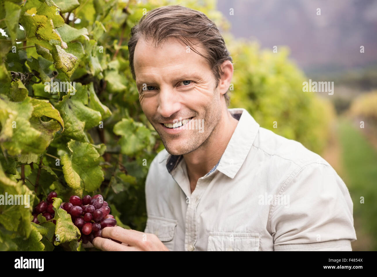 A man picking some grapes in his vineyard Stock Photo - Alamy