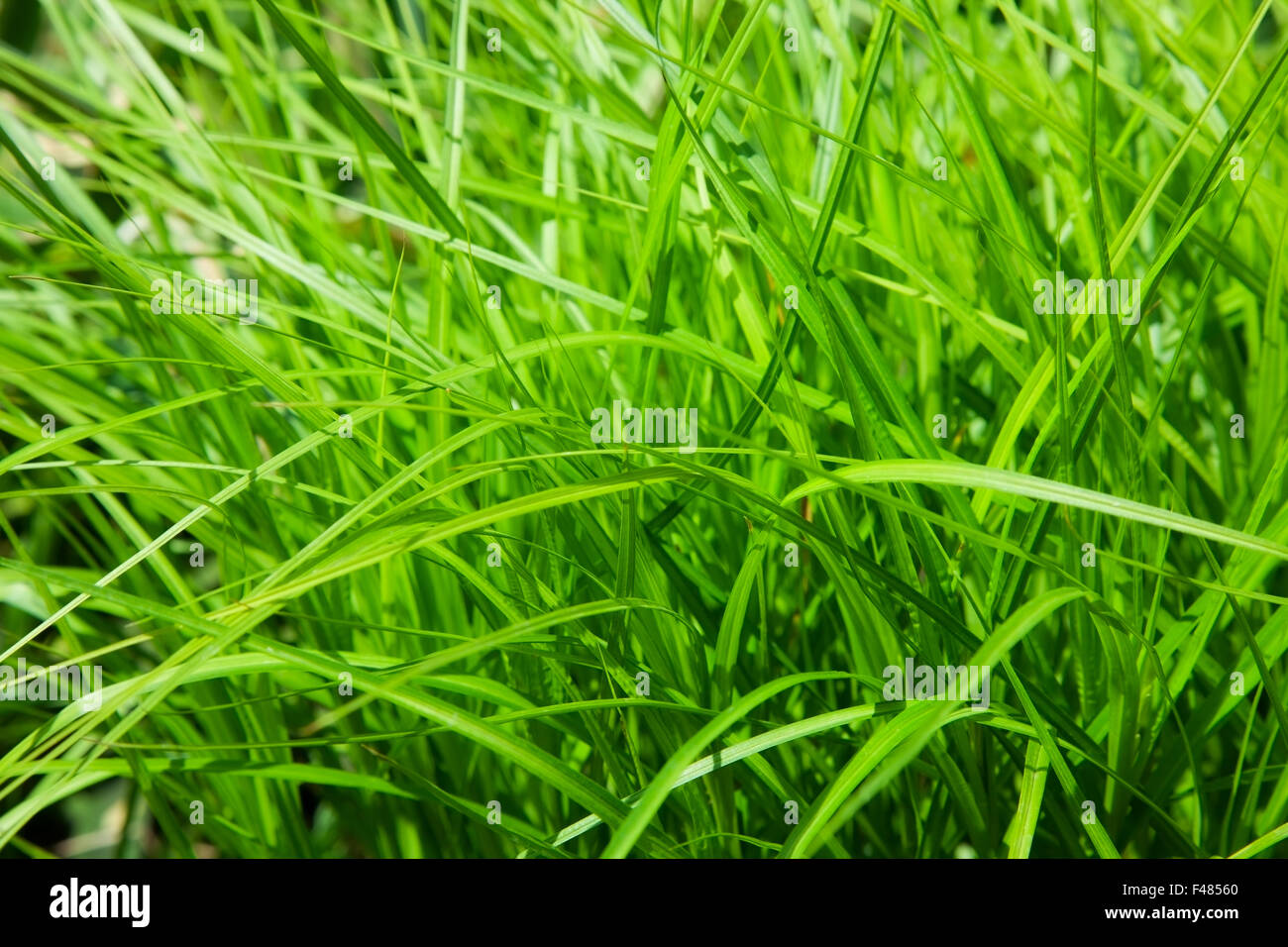 beautiful green grass. natural background Stock Photo - Alamy