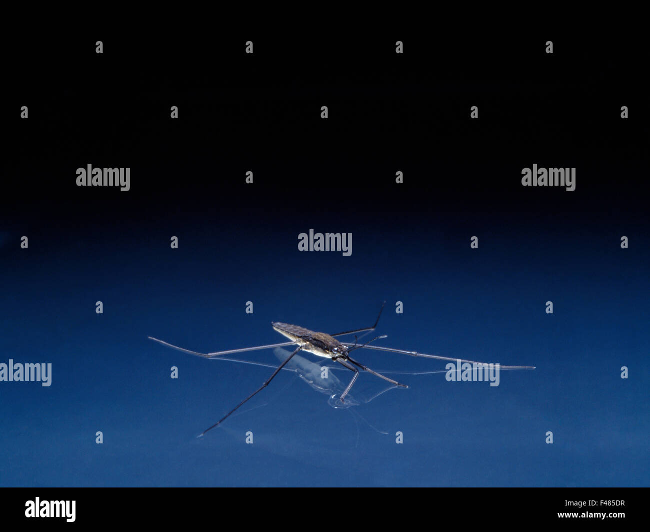 Gerris hi-res stock photography and images - Alamy