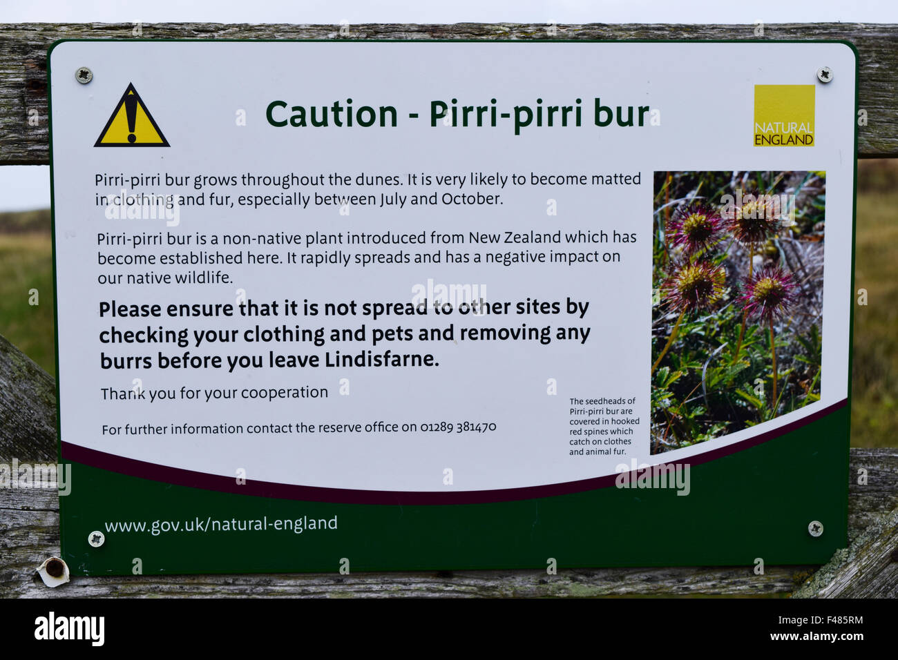 Pirri pirri burr hi-res stock photography and images - Alamy