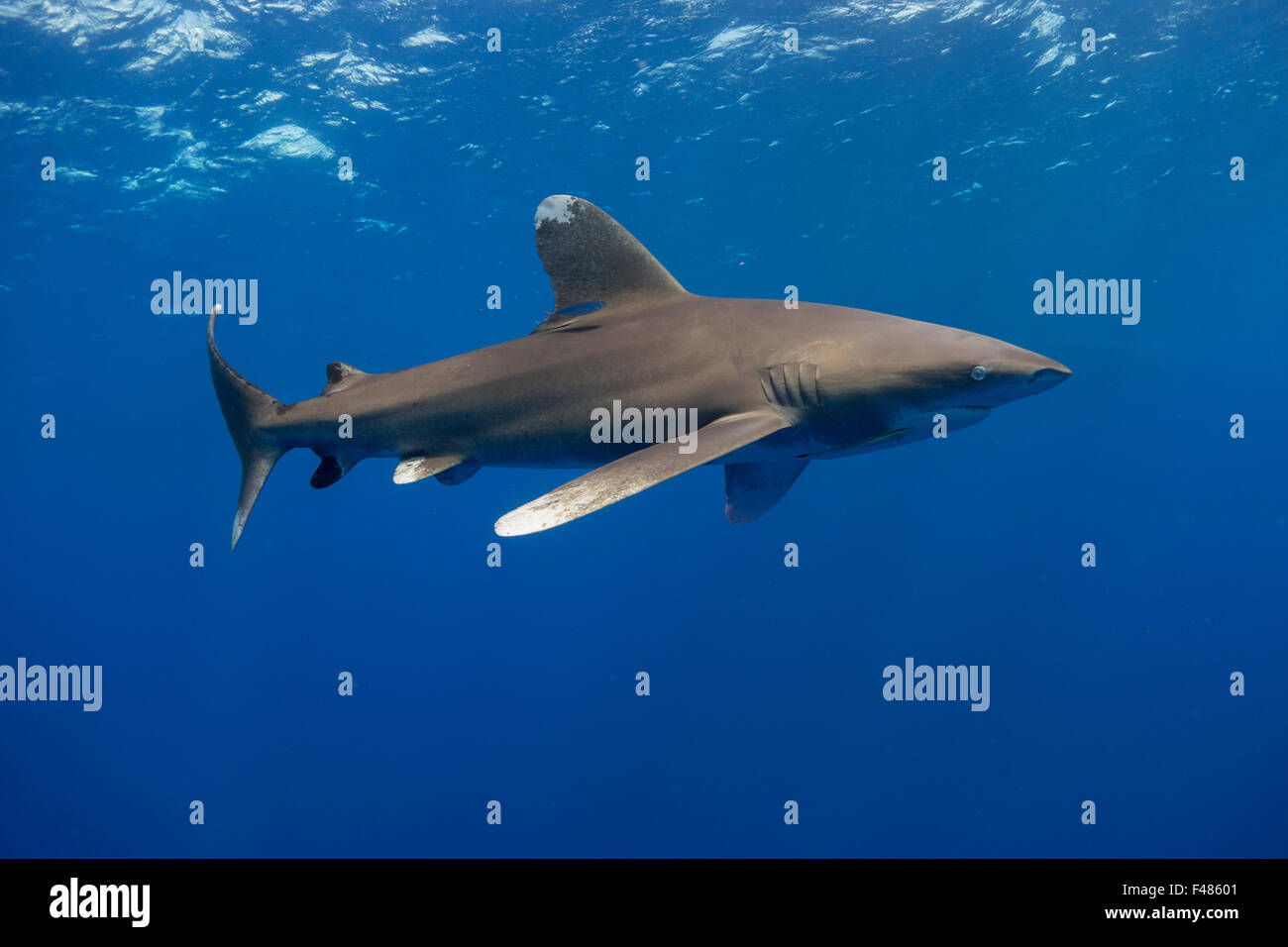 Oceanic whitetip shark, Carcharhinus longimanus, from Elphinestone, Red ...