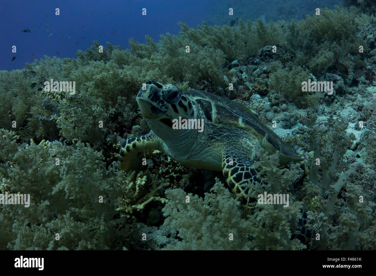Holding breath underwater hi-res stock photography and images - Alamy