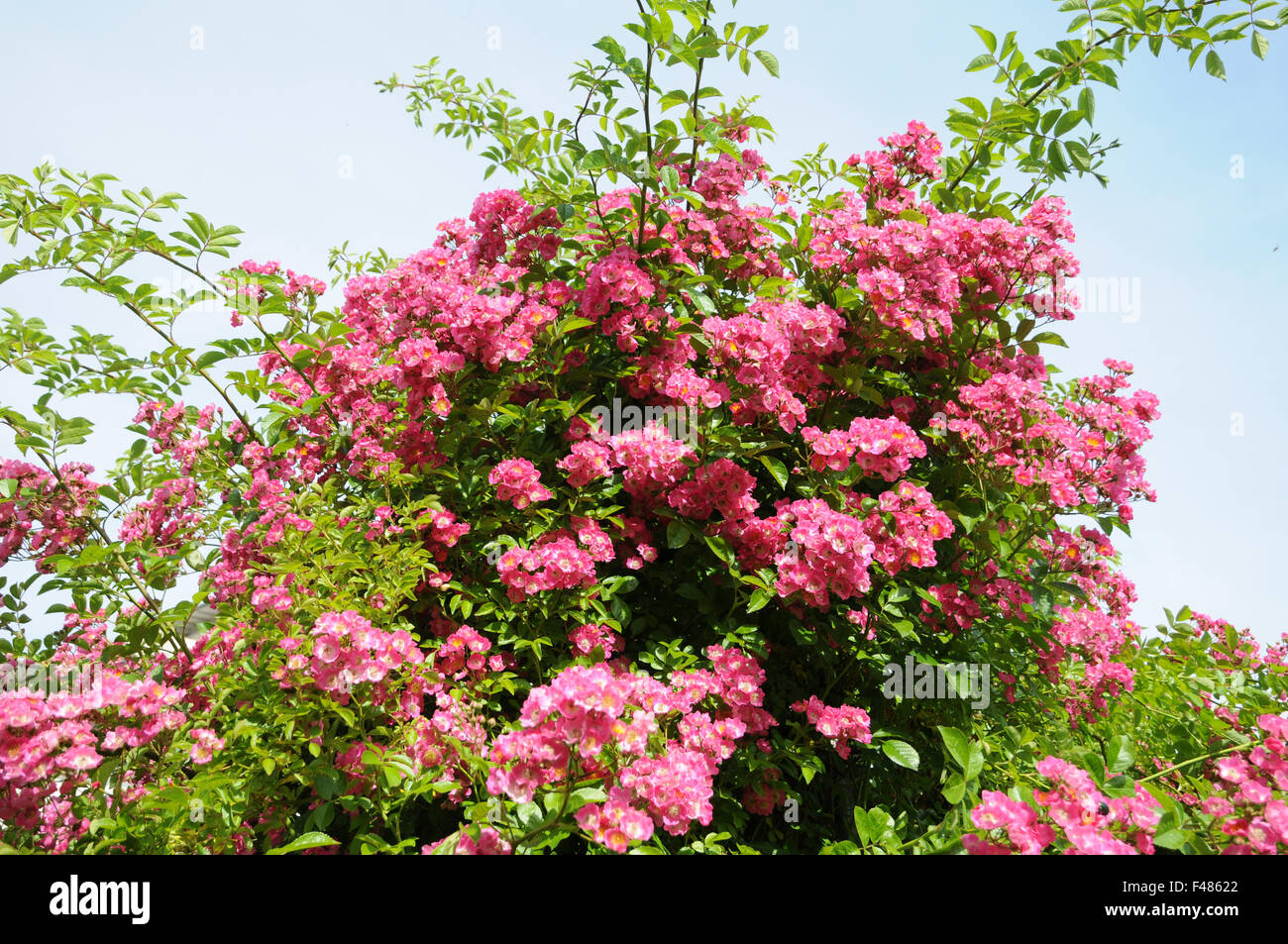 Rambler rose maria lisa hi-res stock photography and images - Alamy