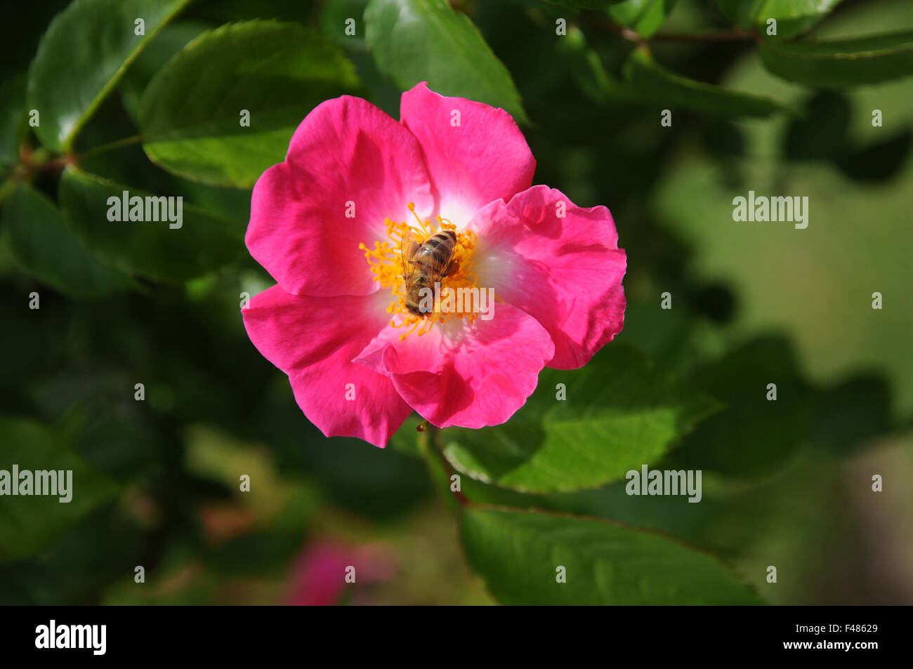 American pillar rose hi-res stock photography and images - Alamy