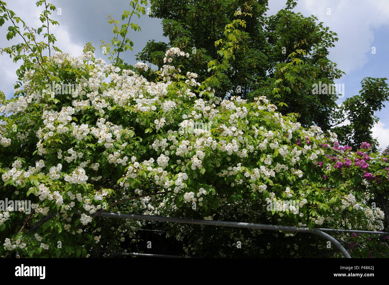 Bobby james rose hi-res stock photography and images - Alamy