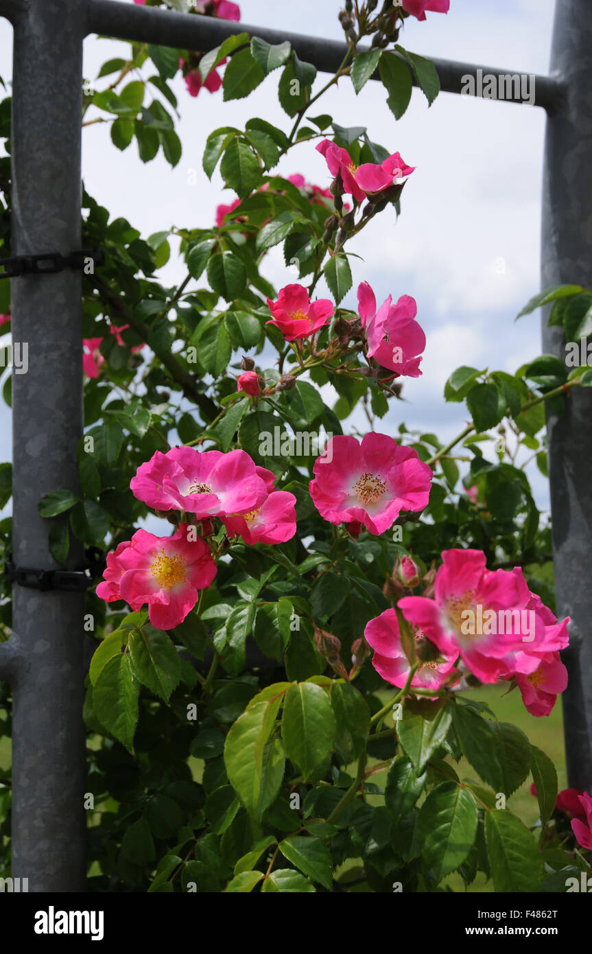American pillar rose hi-res stock photography and images - Alamy