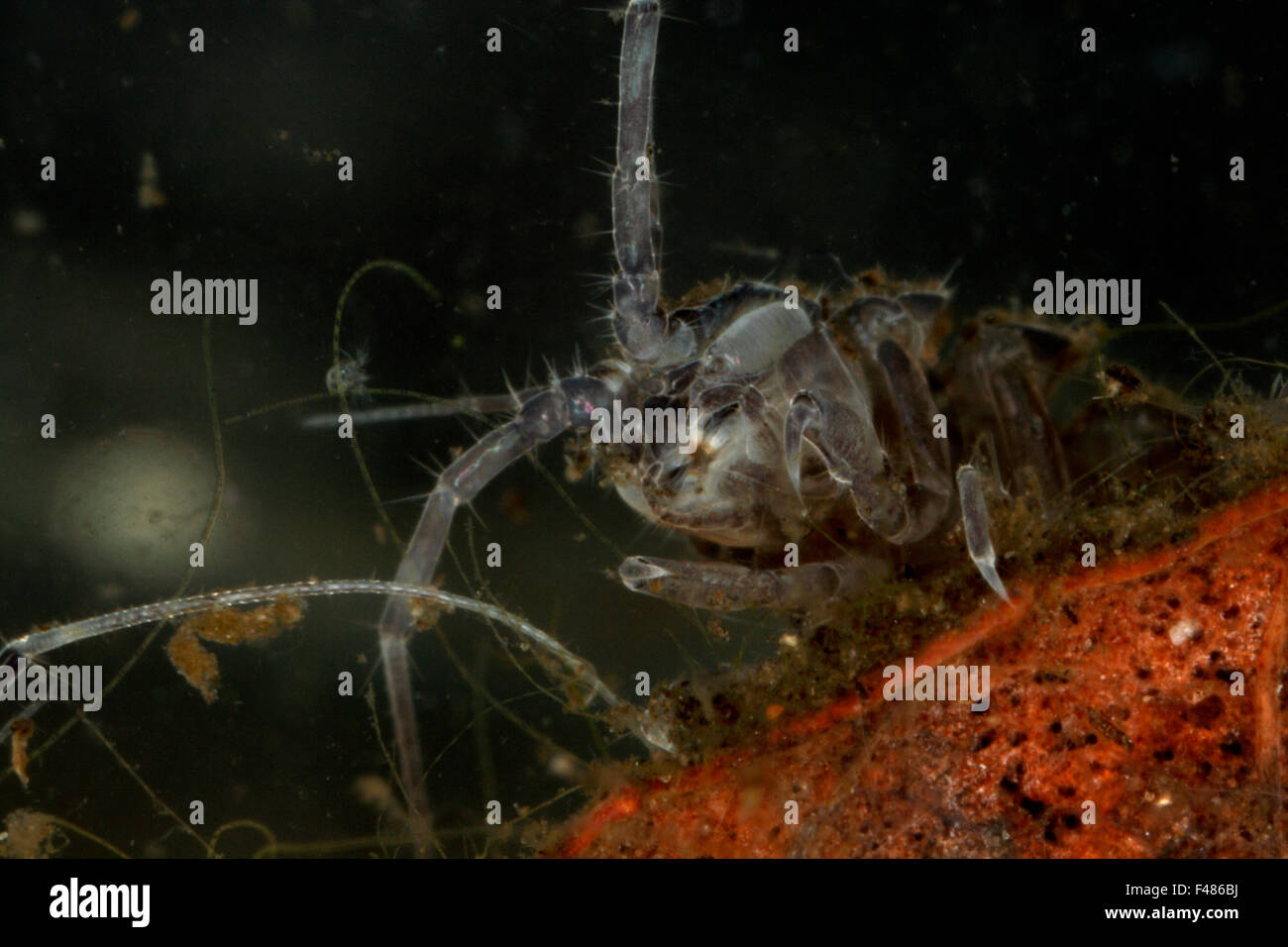 Asellus aquaticus hi-res stock photography and images - Alamy