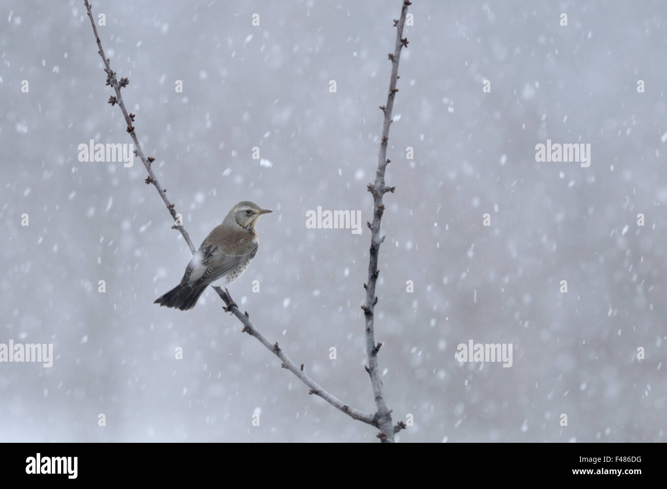 Fieldfare in the fall of snow, Sweden Stock Photo - Alamy