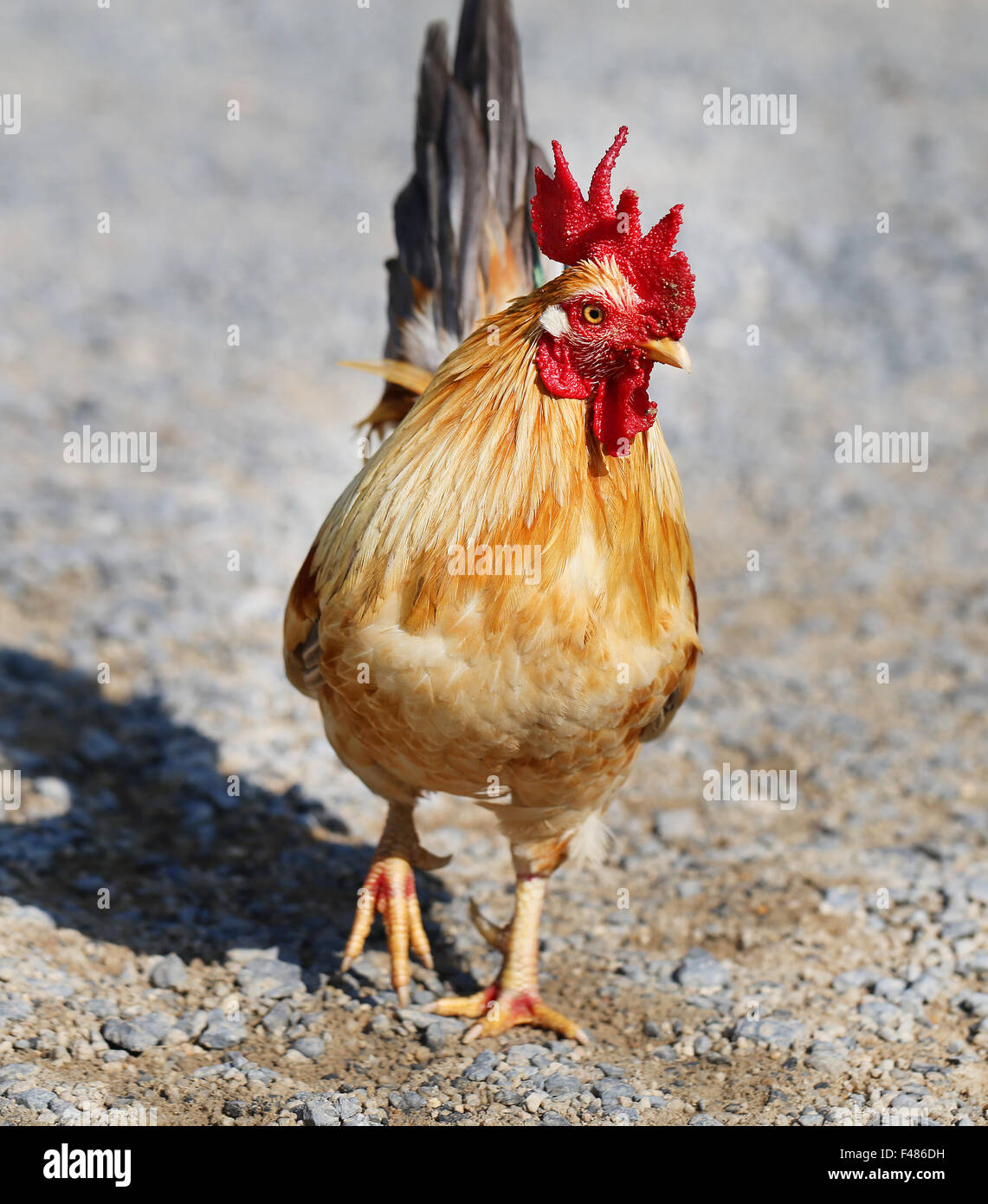 Beautiful multi colored rooster photographed close up Stock Photo - Alamy
