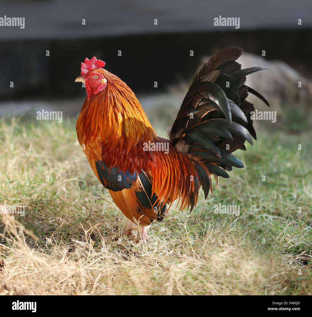 Beautiful multi colored rooster photographed close up Stock Photo - Alamy