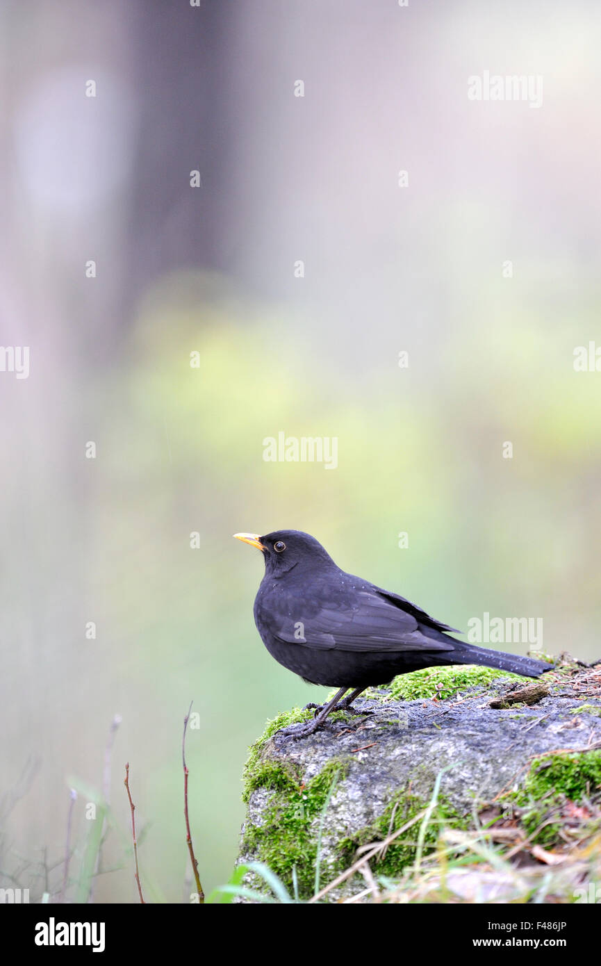 Side view animal hi-res stock photography and images - Alamy