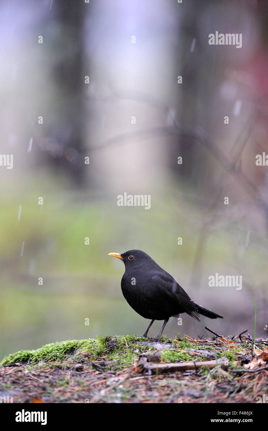 Portrait of a blackbird, side view, Sweden Stock Photo - Alamy