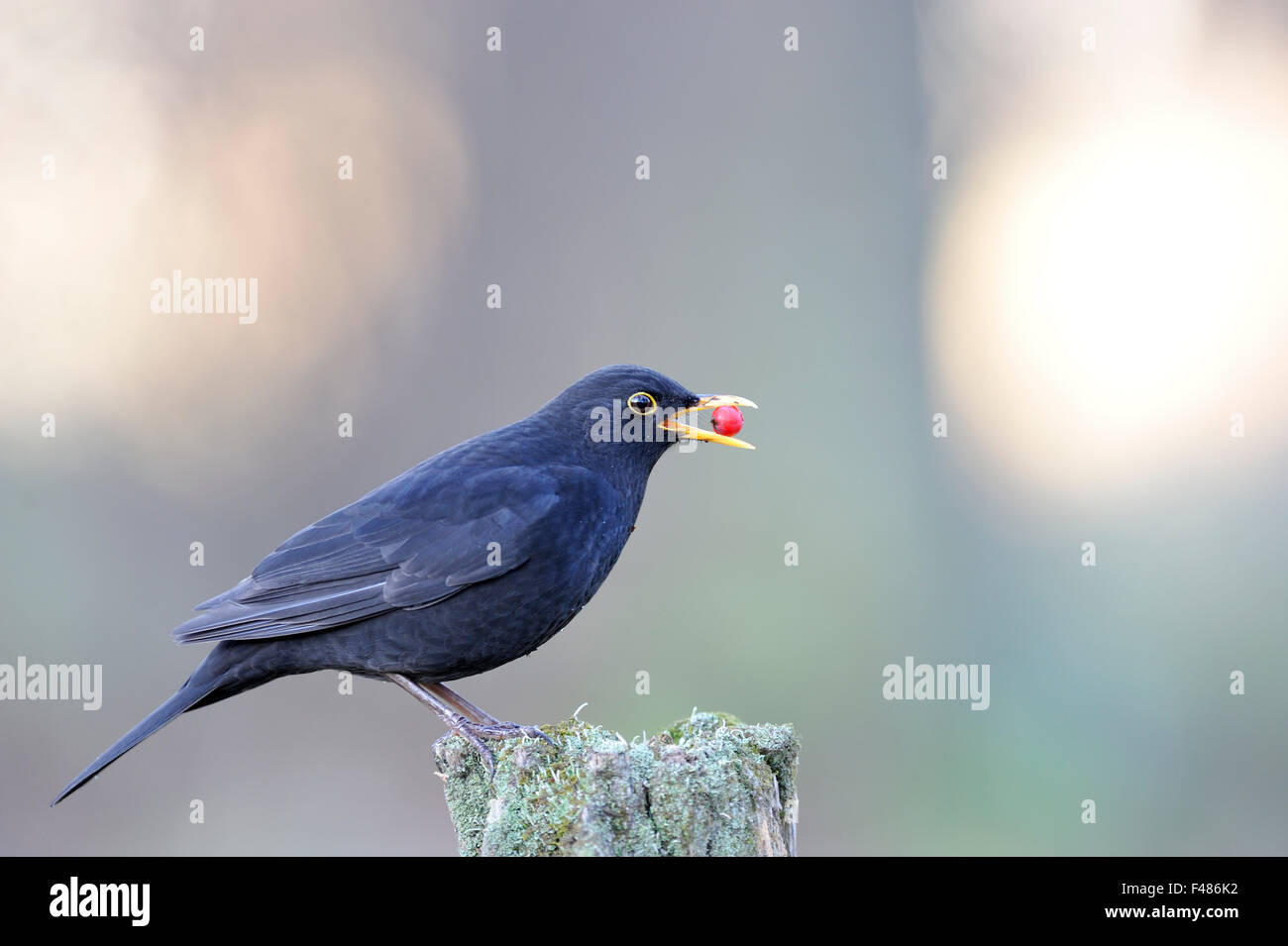 Blackbird side view hi-res stock photography and images - Alamy