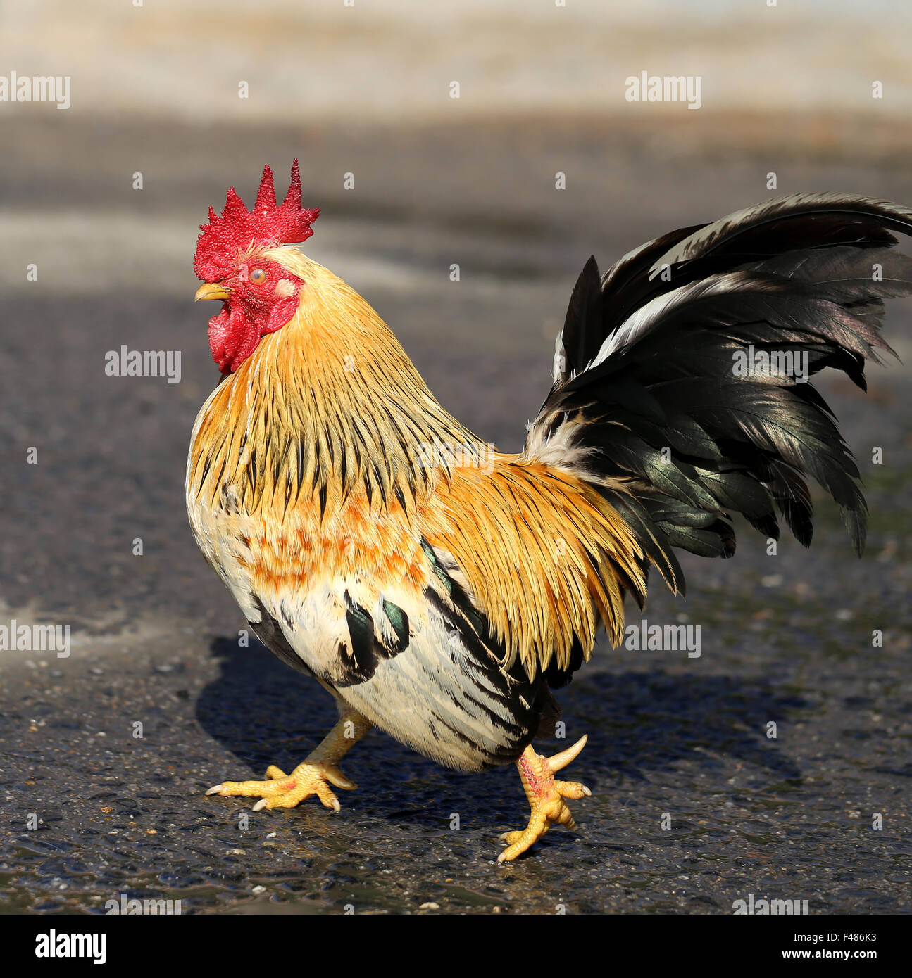 Beautiful multi colored rooster photographed close up Stock Photo - Alamy