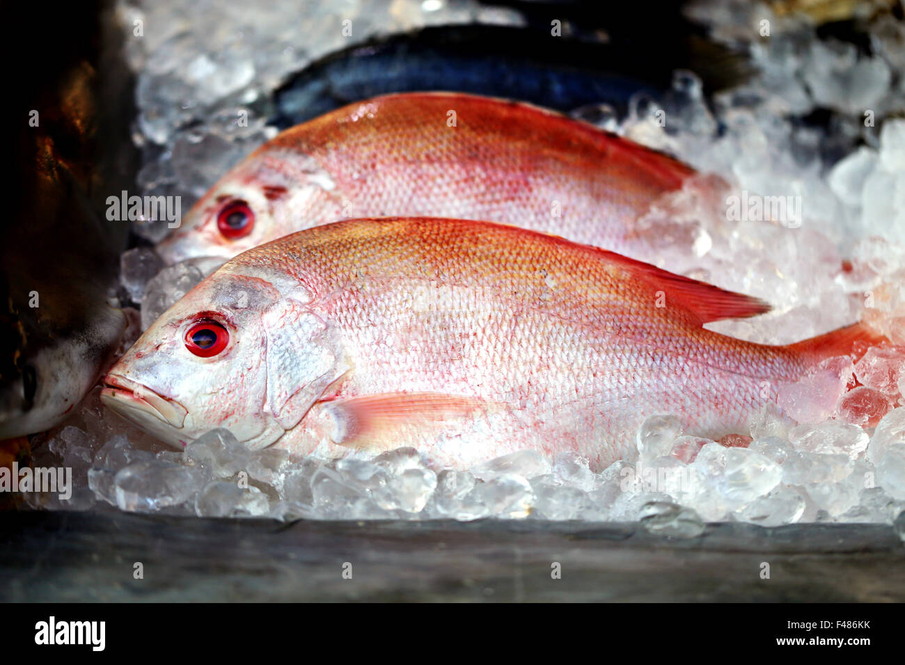 Red fish lying on the ice photographed close up Stock Photo - Alamy