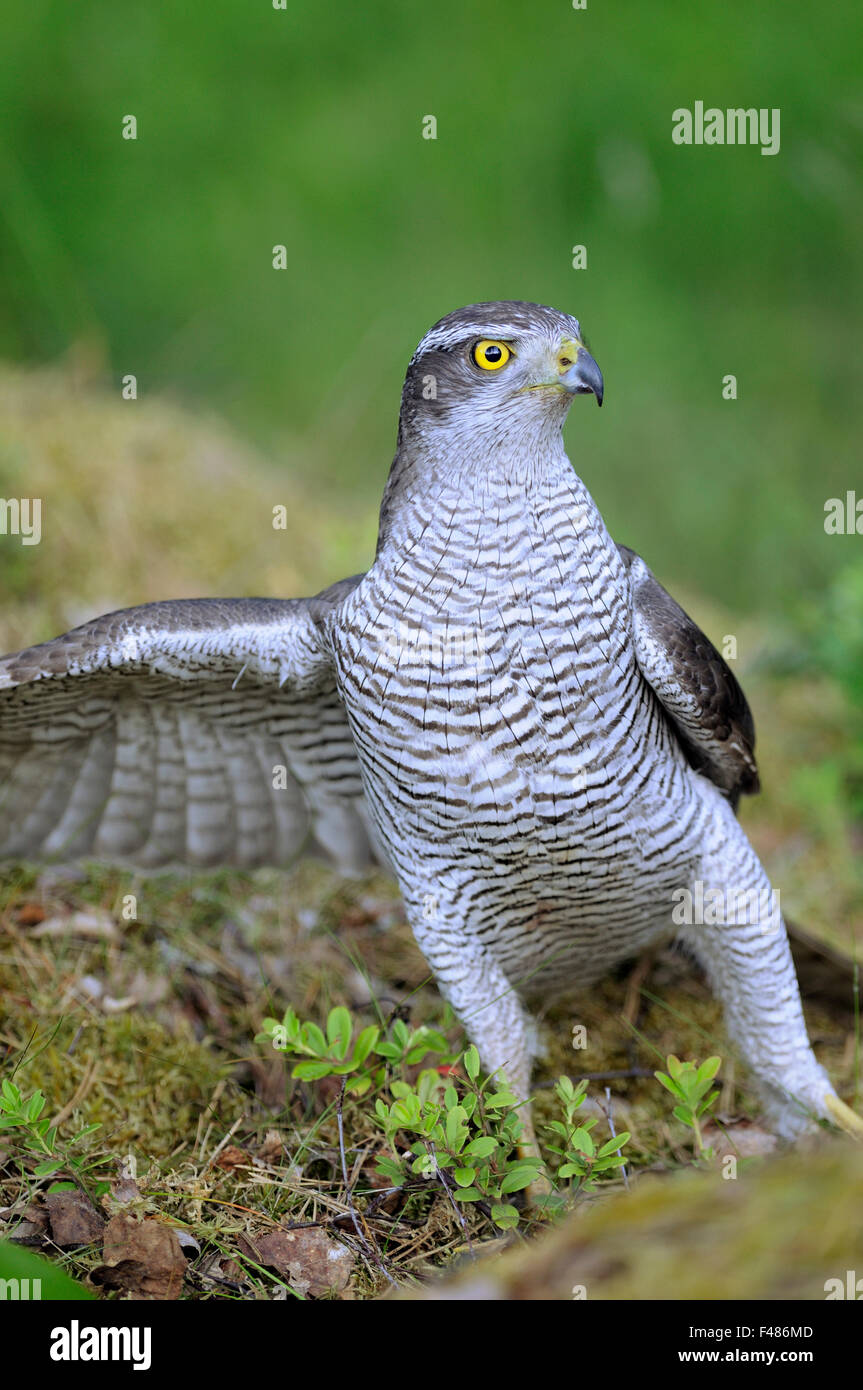 A sparrow hawk, Sweden Stock Photo - Alamy
