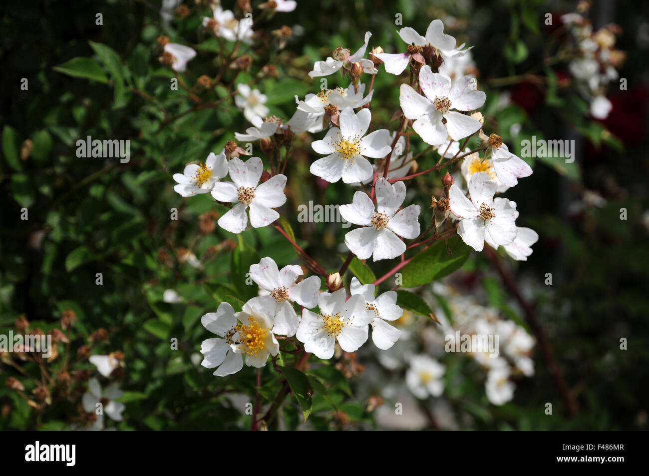 Rose helenae hi-res stock photography and images - Alamy