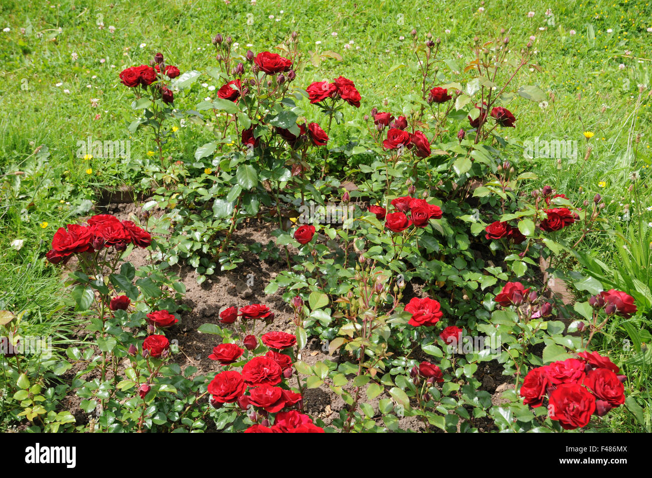 Lava roses hi-res stock photography and images - Alamy
