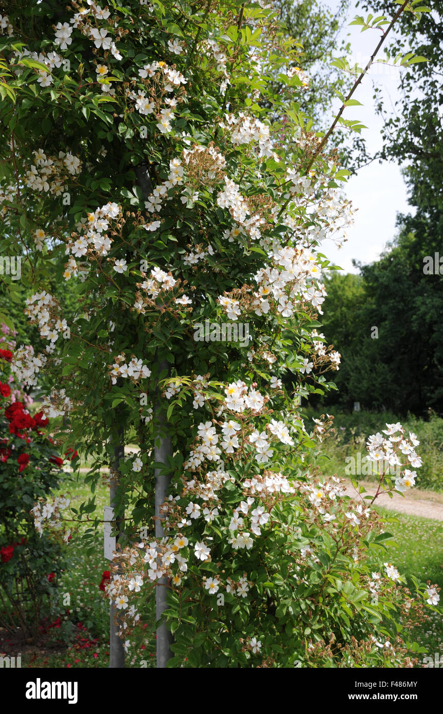 Rose helenae hi-res stock photography and images - Alamy