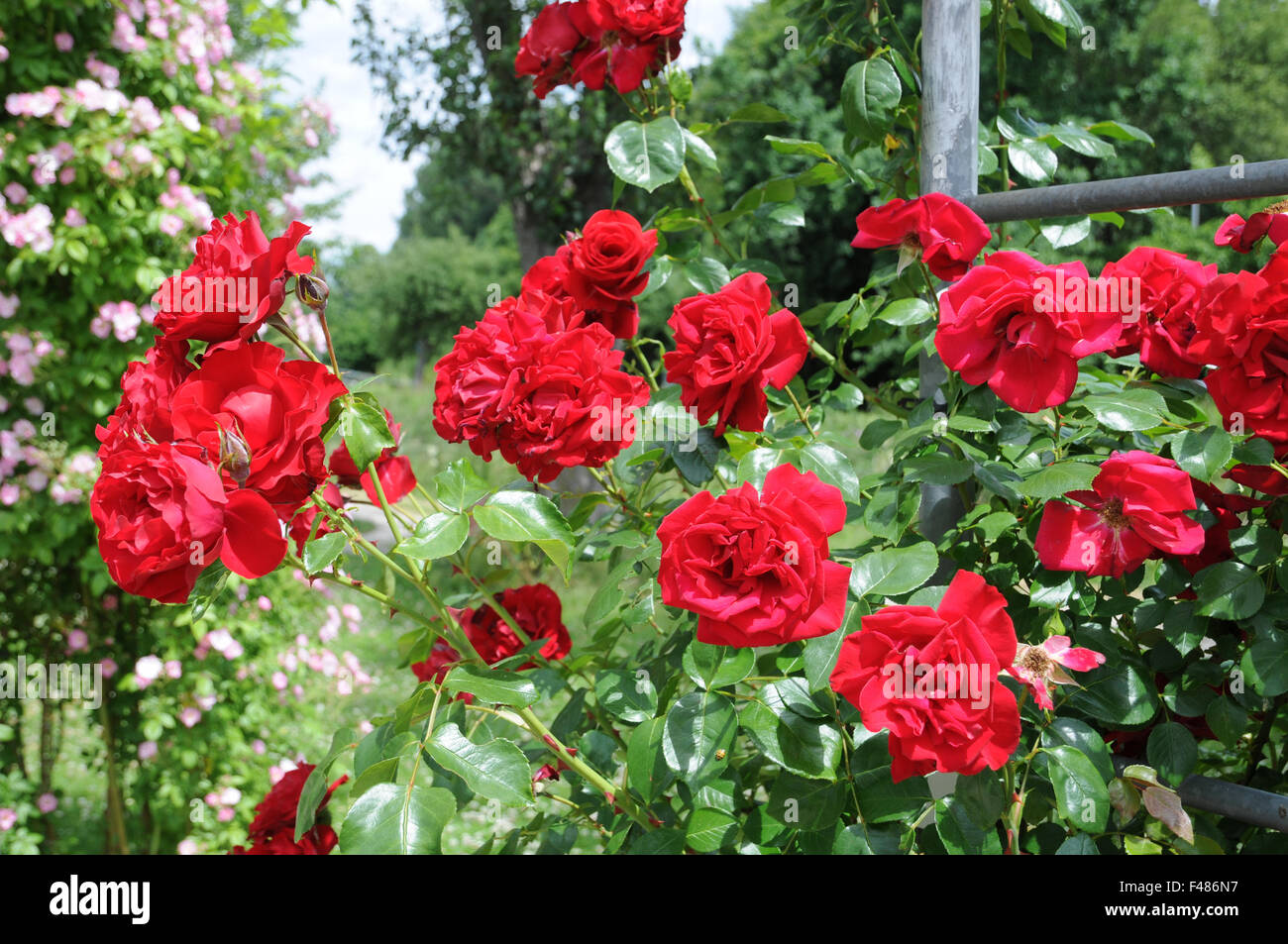 Rose Dublin Bay High Resolution Stock Photography and Images - Alamy