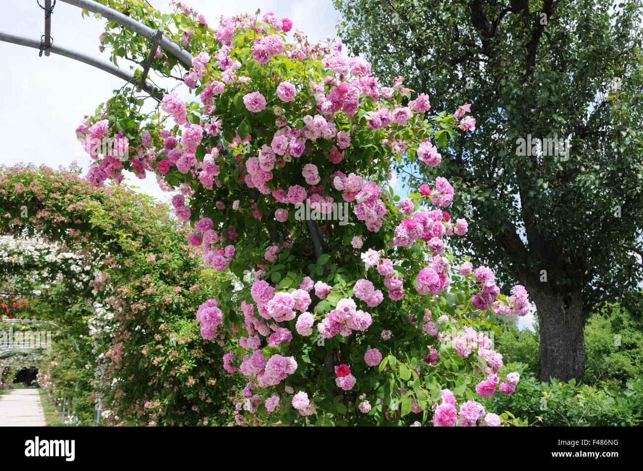 Seven sisters rose hi-res stock photography and images - Alamy