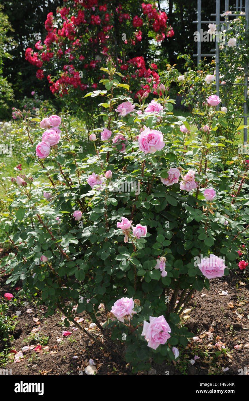 Ferdinand flor flor hi-res stock photography and images - Alamy