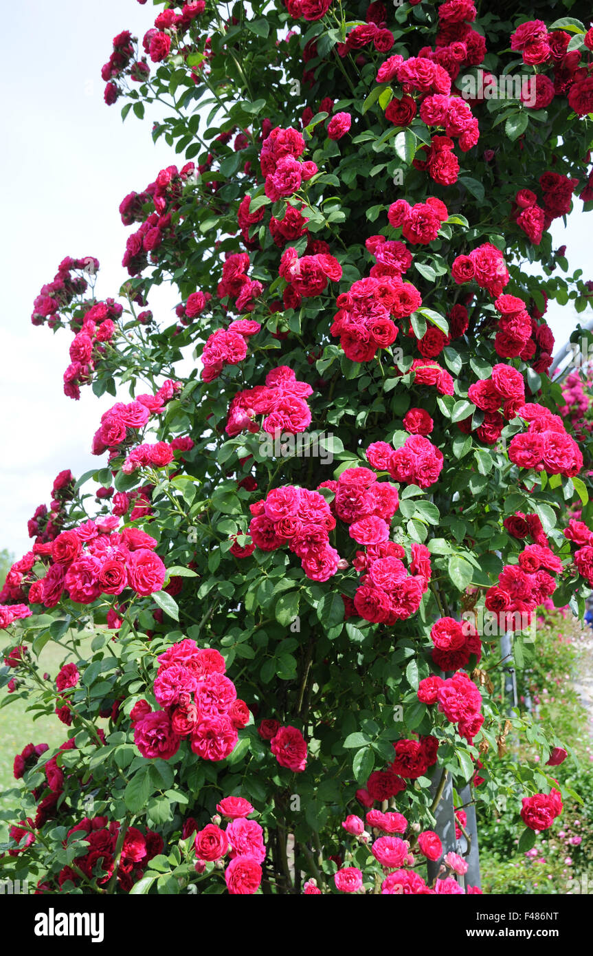 Chase Rose High Resolution Stock Photography and Images - Alamy