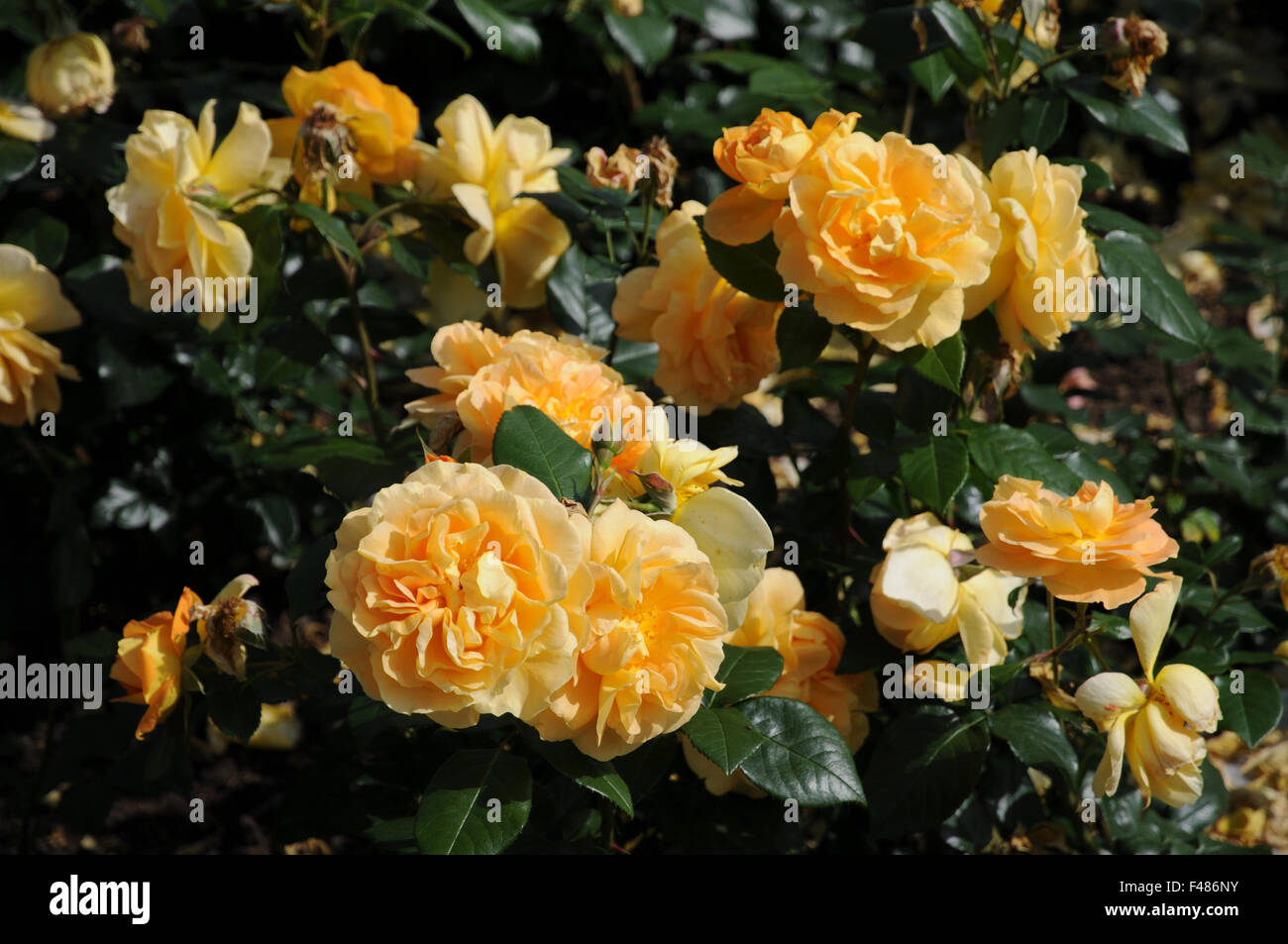 Hybrid Rosen High Resolution Stock Photography and Images - Alamy