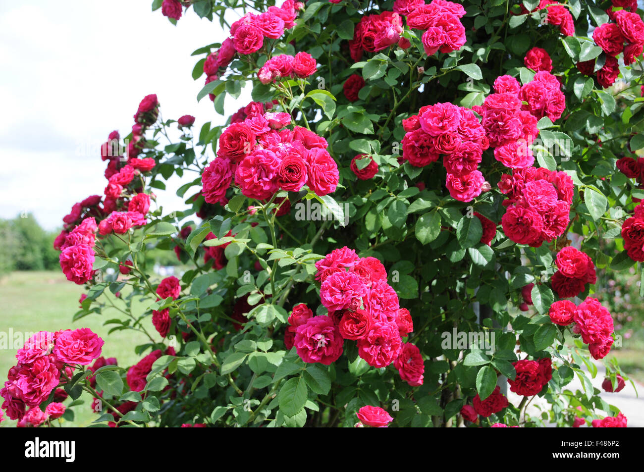 Chase Rose High Resolution Stock Photography and Images - Alamy
