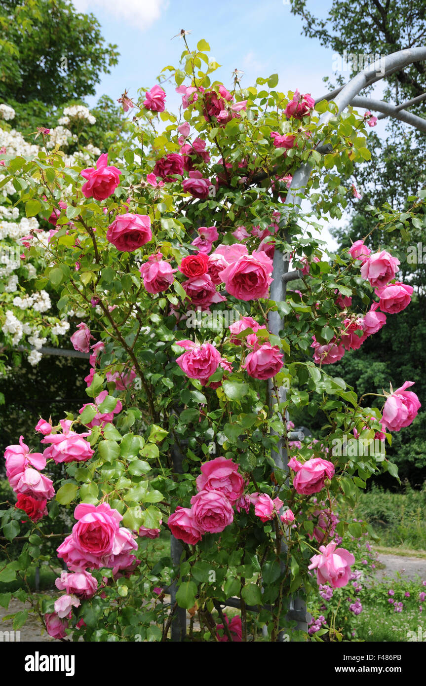 Rosa parade rose flower hi-res stock photography and images - Alamy