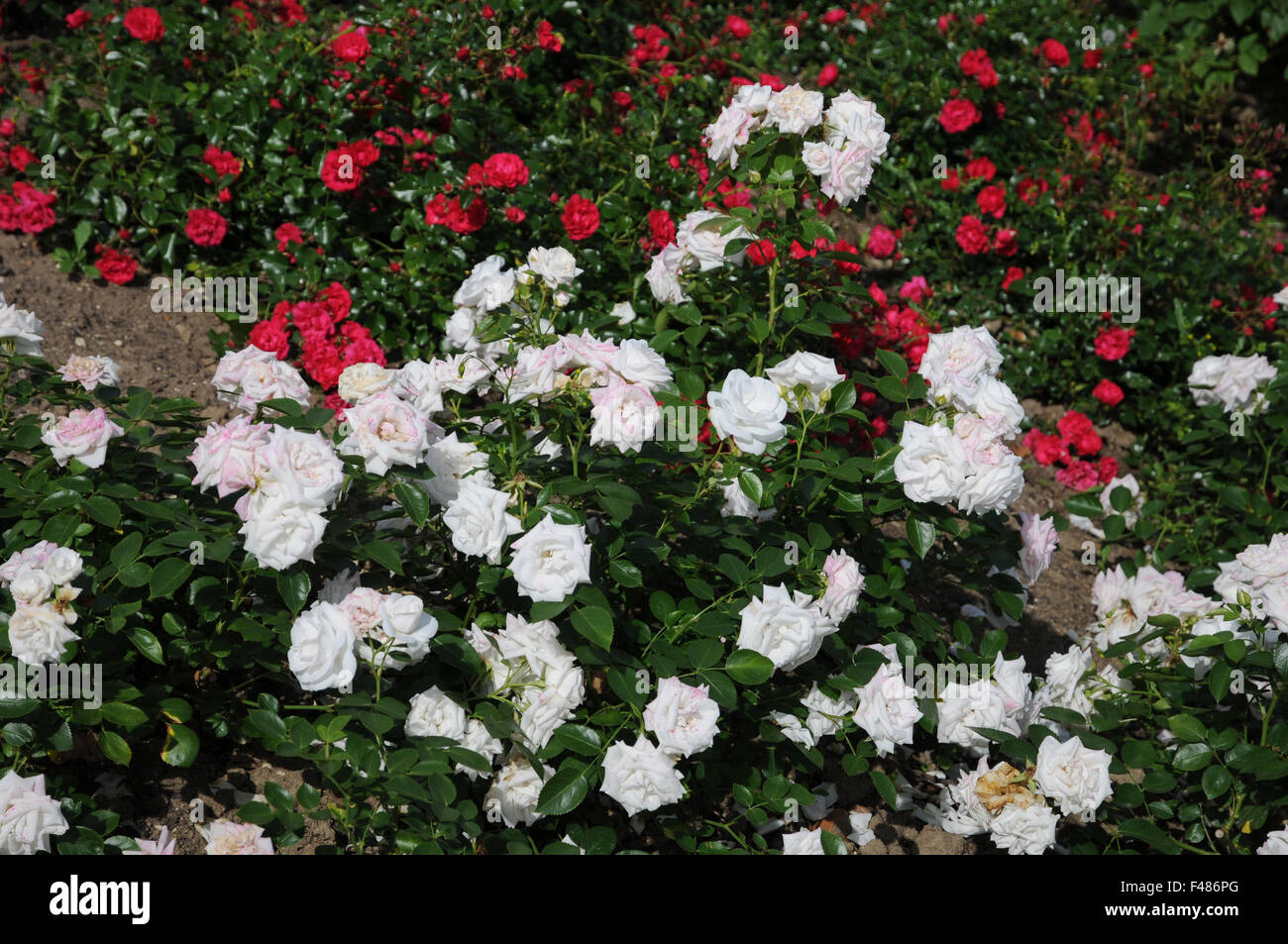 Rosa aspirin rose hi-res stock photography and images - Alamy