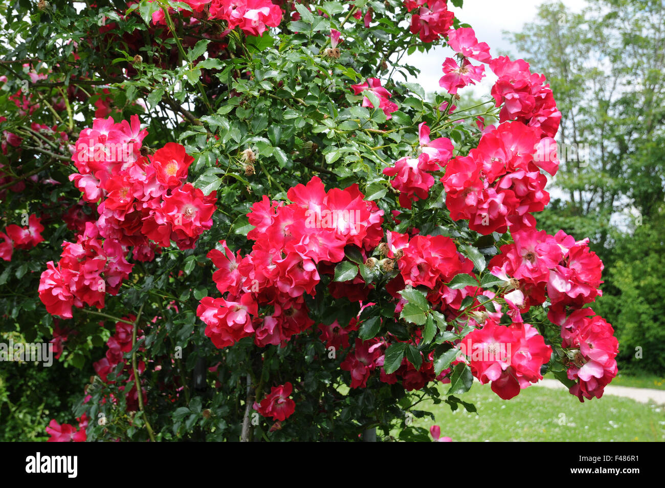 Rose rosa dortmund hi-res stock photography and images - Alamy
