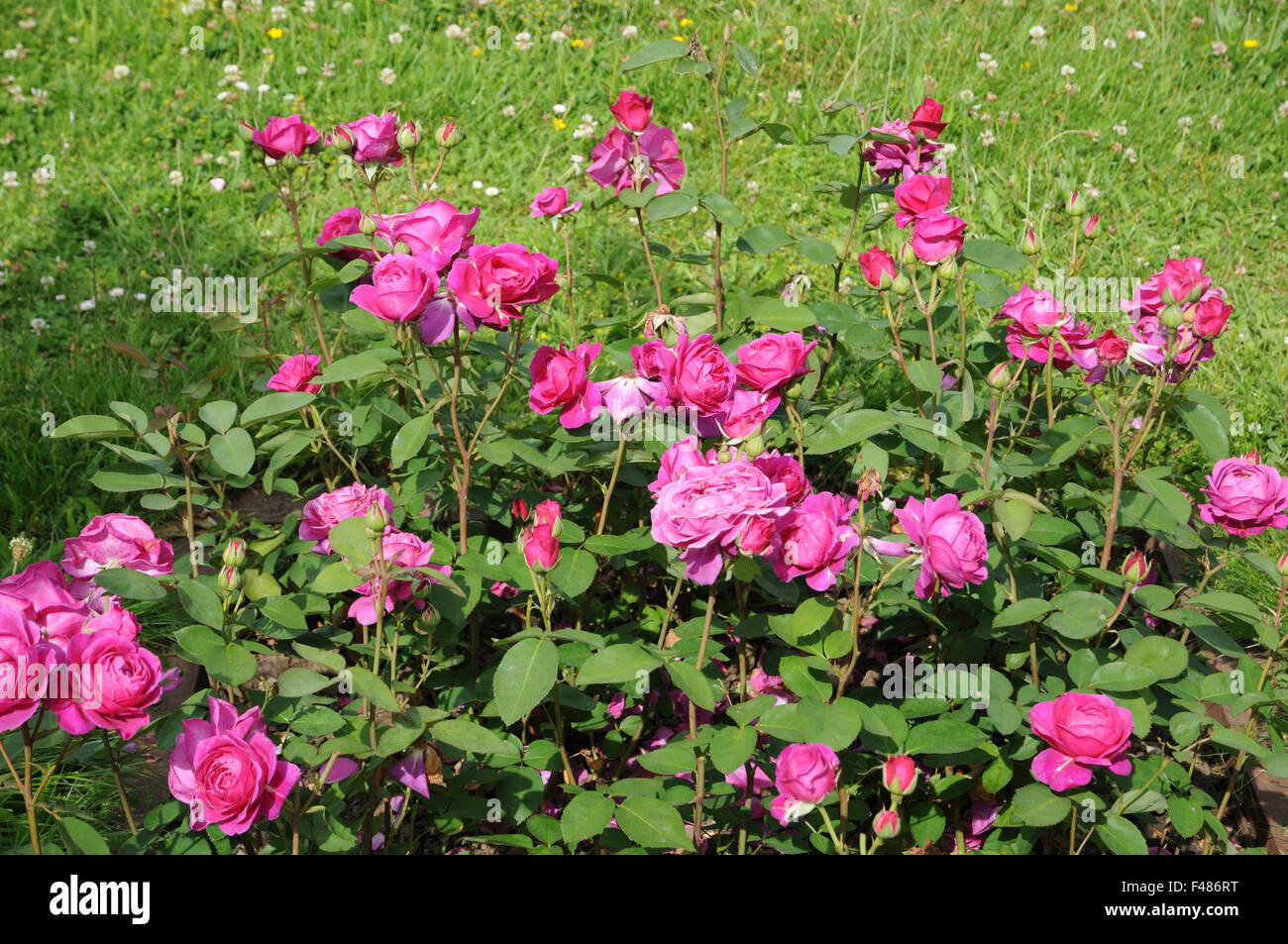 Old rose hybrid hi-res stock photography and images - Alamy