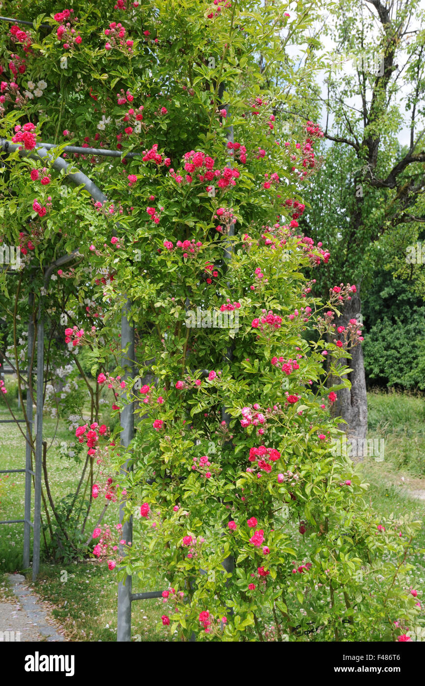 Rosa crimson rambler hi-res stock photography and images - Alamy