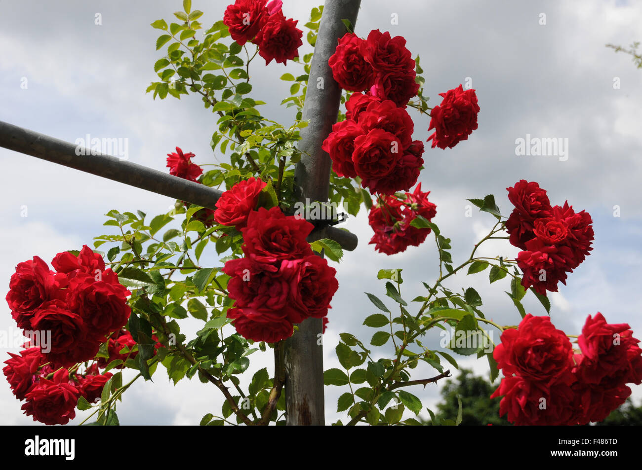 Rosenbogen hi-res stock photography and images - Alamy