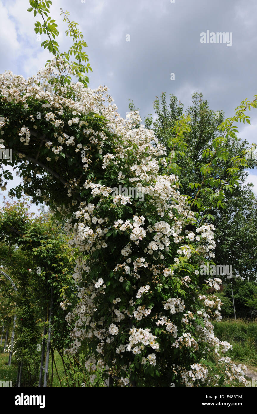 Rambler ros hi-res stock photography and images - Alamy