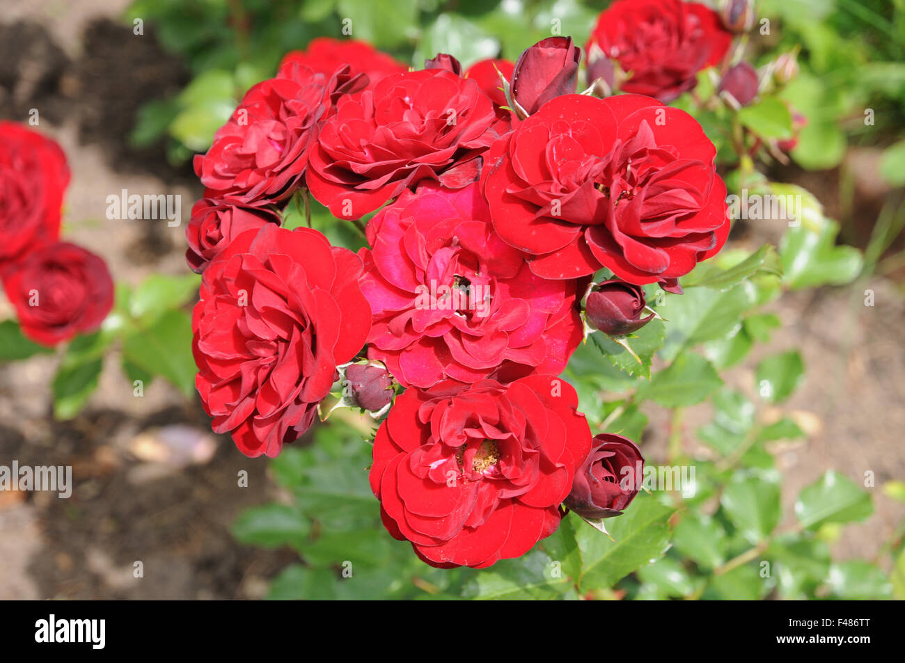 Lava roses hi-res stock photography and images - Alamy