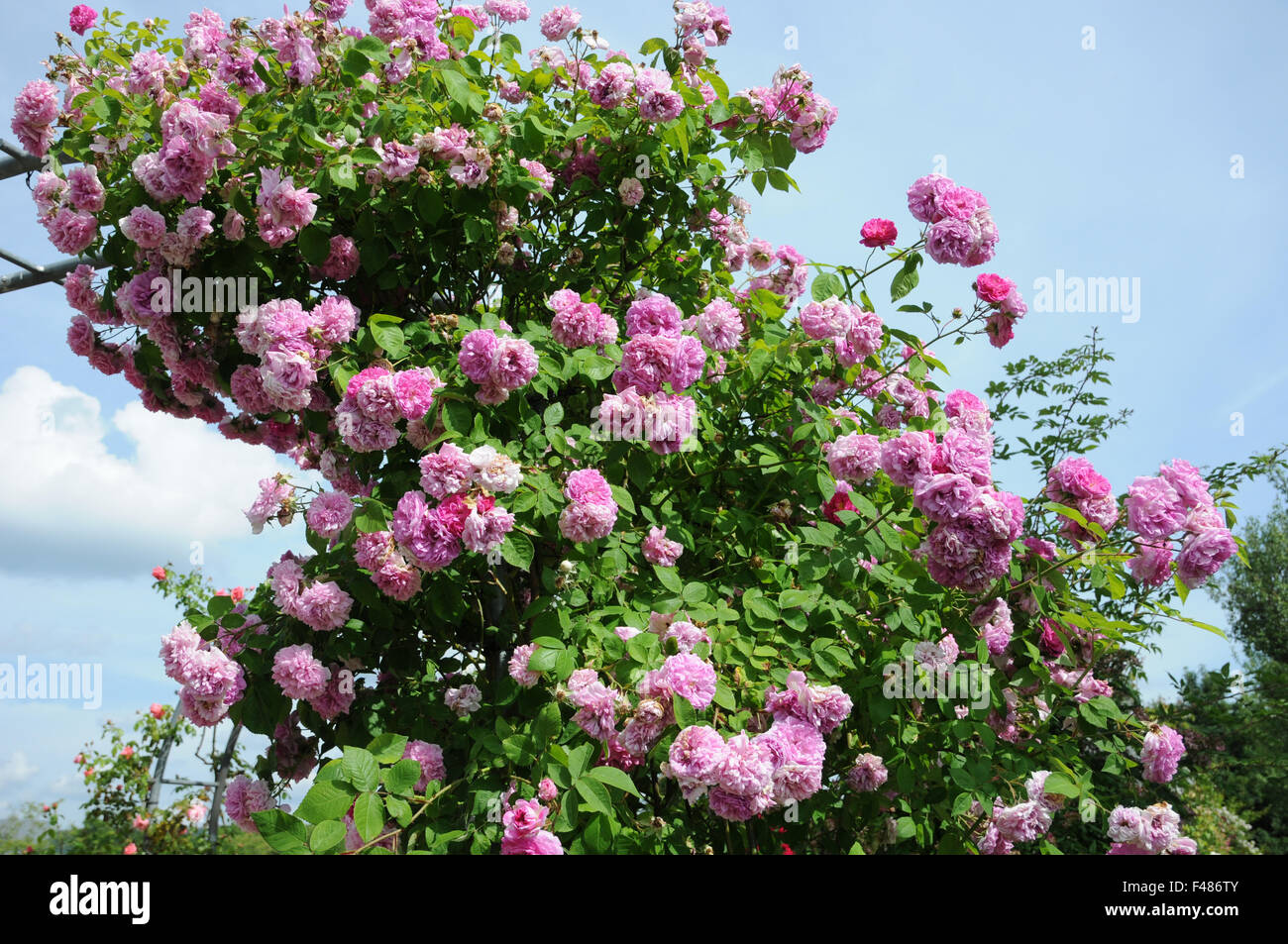 Seven sisters rose hi-res stock photography and images - Alamy