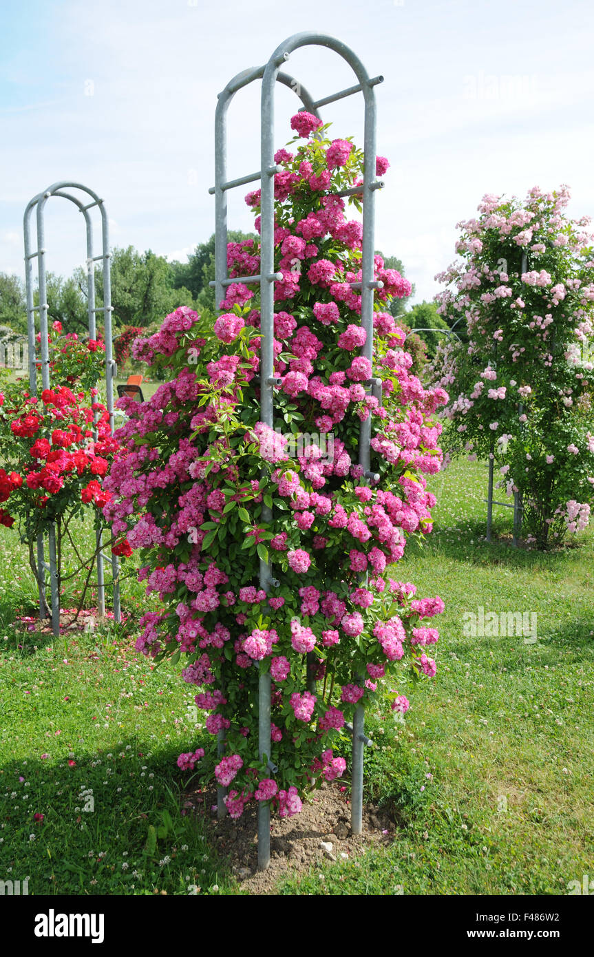 Crimson rambler hi-res stock photography and images - Alamy
