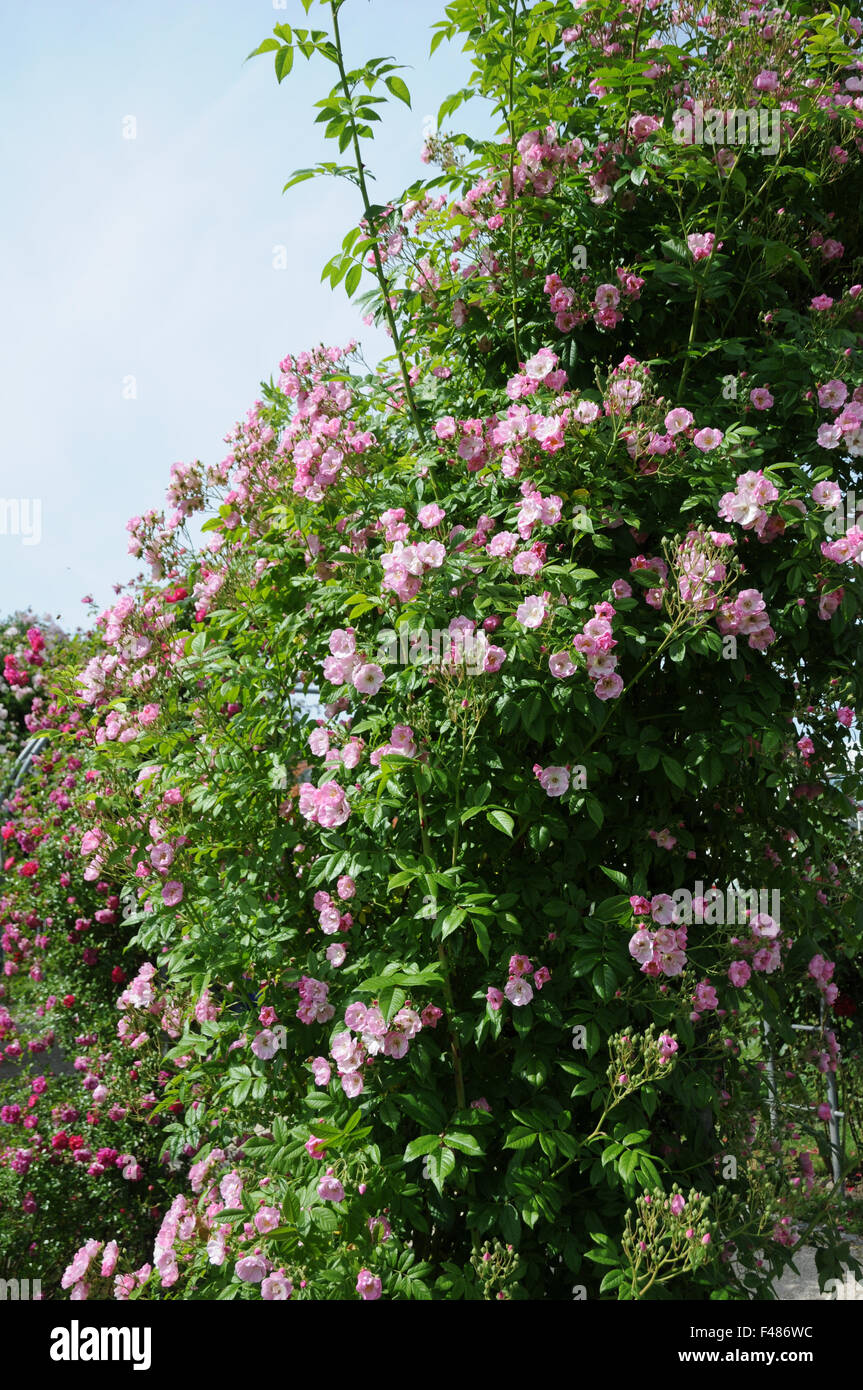 Kletterrose rosenbogen hi-res stock photography and images - Alamy