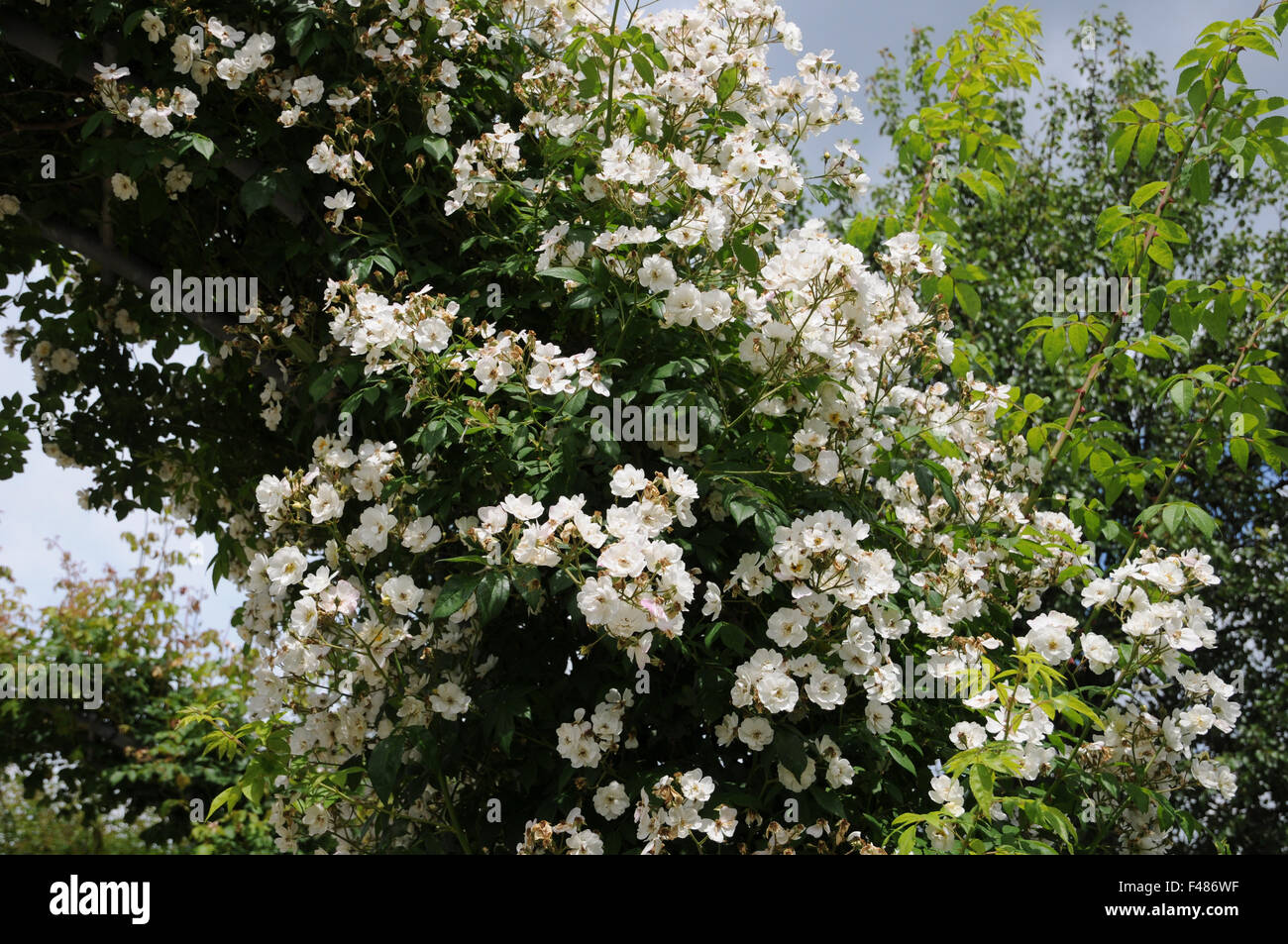 Rambler ros hi-res stock photography and images - Alamy