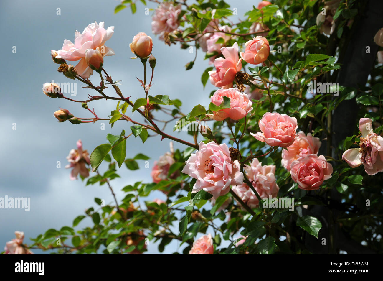 Climbing rose hi-res stock photography and images - Alamy