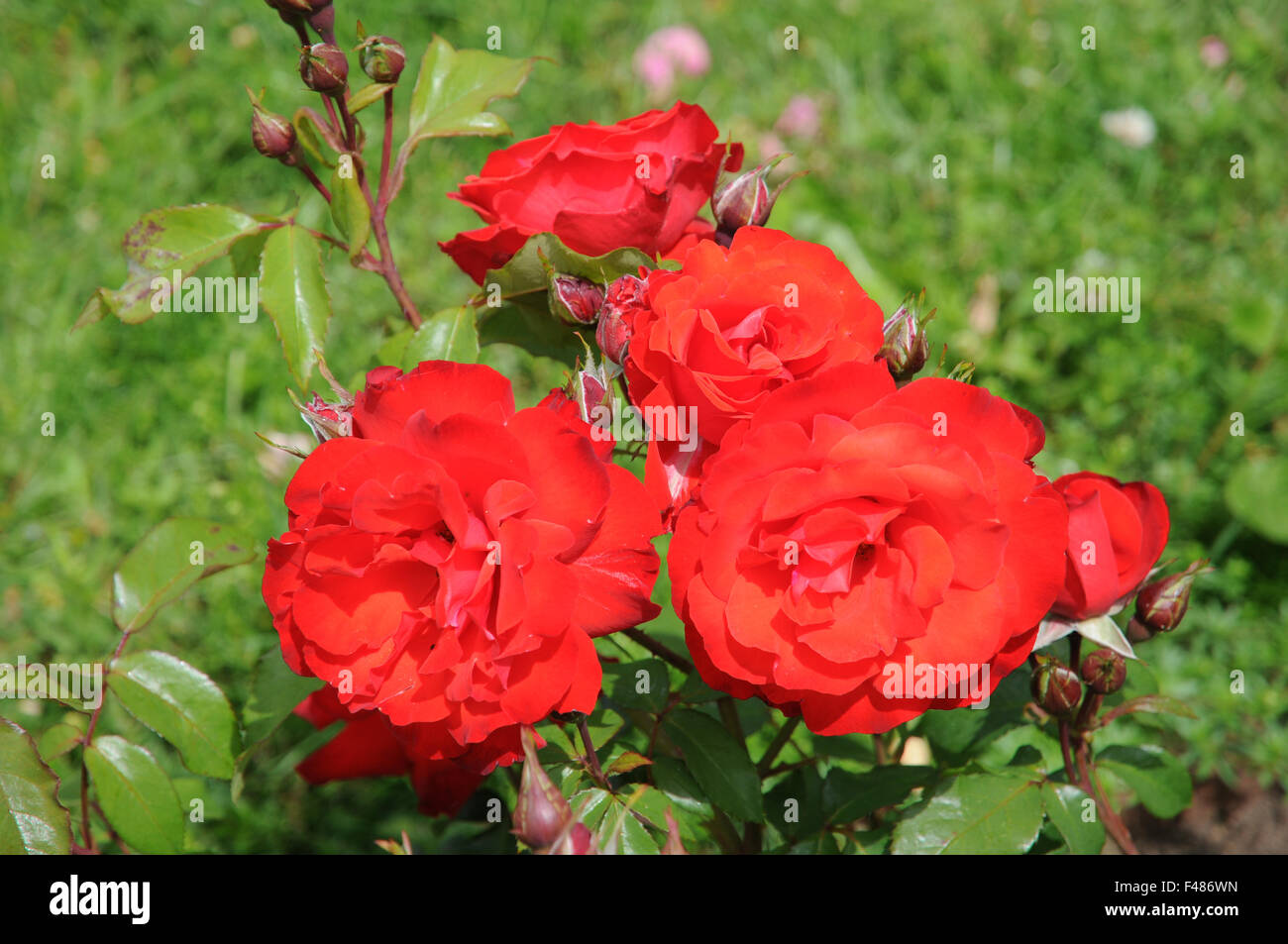Rose rosa satchmo hi-res stock photography and images - Alamy